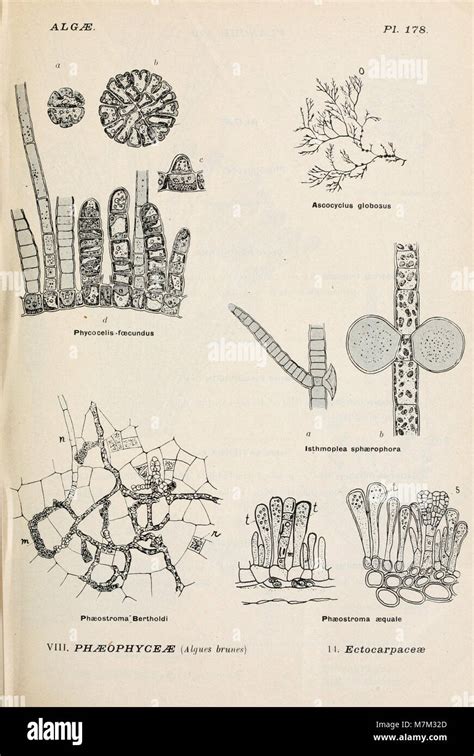 This Plate From The Album Général Des Cryptogames Showcases