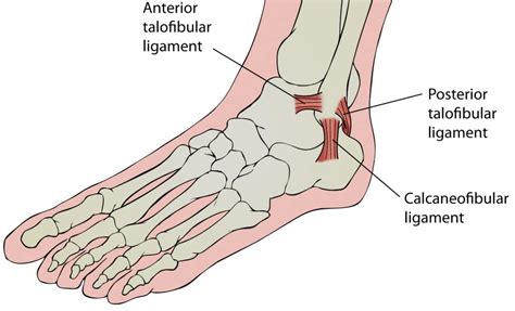 Anatomy Of Lateral Ankle Sprain Injuries [2021]