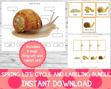 Spring Life Cycle And Labeling Set Spring Learning Pack Bug Etsy