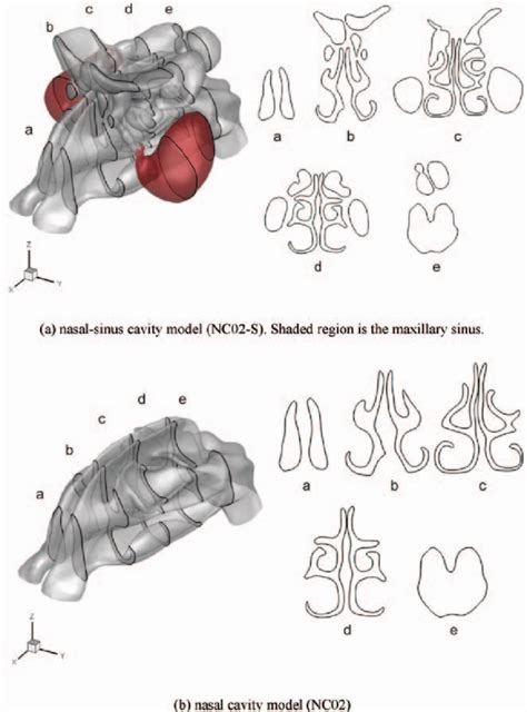 Paranasal Sinuses Model