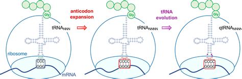 How To Read The Amino Acids Codon Chart Genetic Code And Mrna