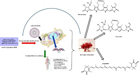 Table 1 From An Overview On Red Algae Bioactive Compounds And Their
