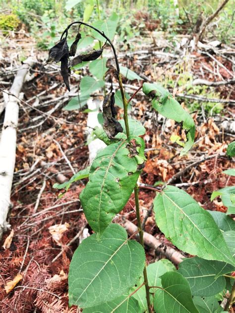 Aspen Leaf Diseases Responsible For Thin Crowns