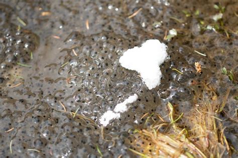 Rana Temporaria Frog Spawn With Snow On It Stock Image Image Of