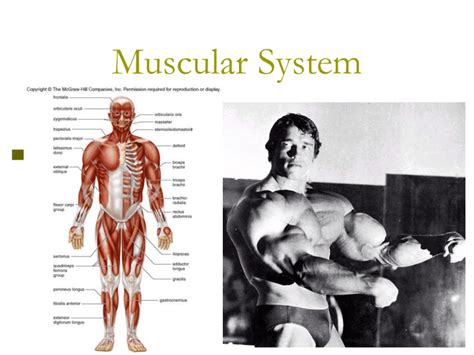 Muscular System Types Function And Anatomy Presentation