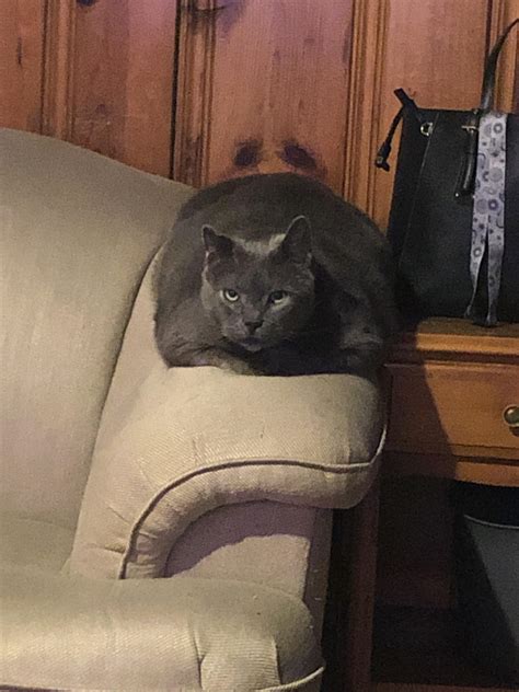480 Best R Fatcats Images On Pholder Behold