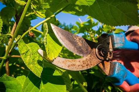 Premium Photo Farmer Hands Who Make Pruning Of Bushes With Secateurs