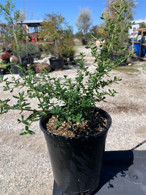 Dark Star Ceanothus Crown Valley Nursery