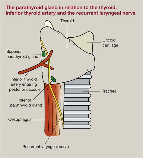 Anatomy Of The Thyroid Parathyroid Pituitary And Adrenal Glands