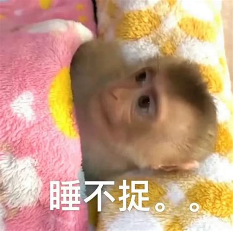 吗喽！吗～喽～