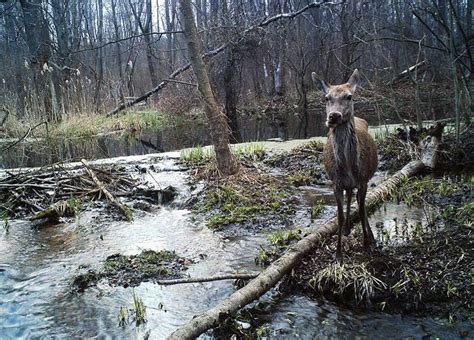 Chernobyl Exclusion Zone Wildlife