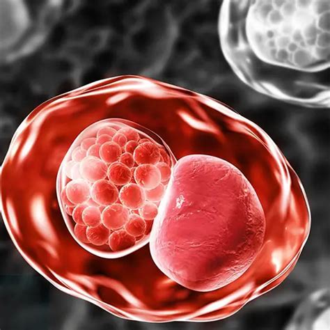 Chlamydia Pneumoniae Igm Test Price In Delhi Cost Near Me India