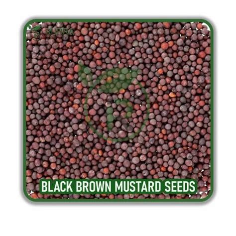 Oil Seeds Brown Mustard Seeds Wholesaler From Palanpur