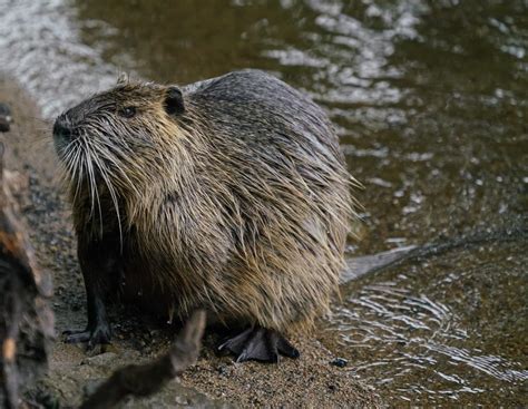 Nutria Ontarios Invading Species Awareness Program