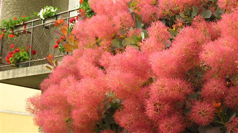 How To Trim A Smoke Bush Into A Tree At Ella Dierking Blog