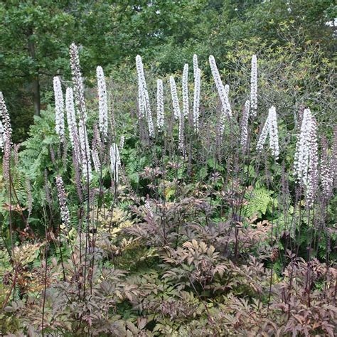 Buy Bugbane Syn Cimicifuga Actaea Simplex Atropurpurea Group £1499
