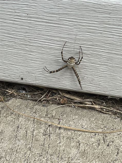 Unidentified Spider In Kamloops British Columbia Canada
