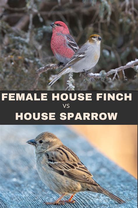 Female House Finch Vs House Sparrow The Key Differences House