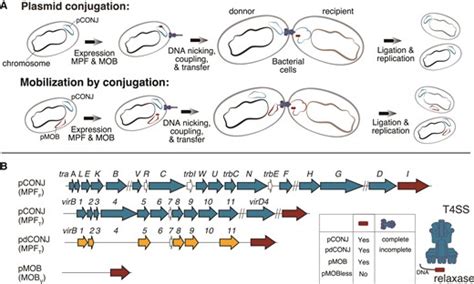 Evolution Of Plasmid Mobility Origin And Fate Of Conjugative And