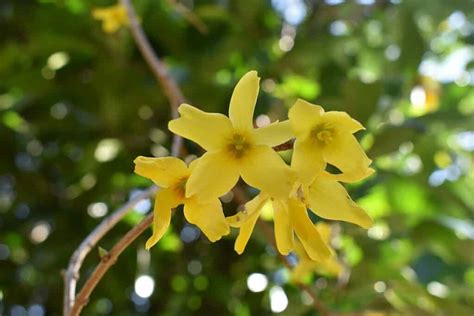 How To Grow And Care For Winter Jasmine The Ultimate Homestead