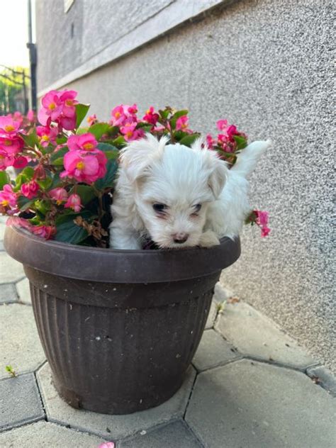 Mini Maltezer štenci