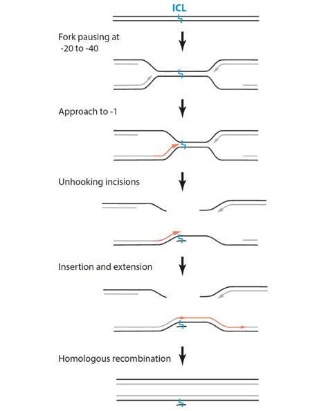 Phd Defense Wouter Hoogenboom Repair Of Dna Interstrand Crosslinks