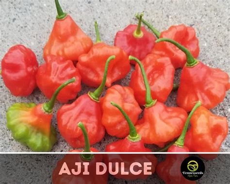 Aji Dulce 1 Pepper Seeds Ajicito Aji Gustoso Ají Cachucha Etsy