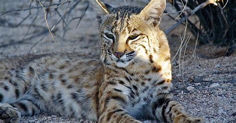 Bobcat Imgur