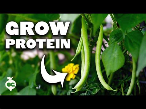 Easy Bean Growing Tips ~