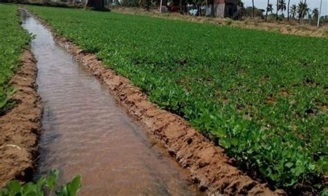 Importance And Types Of Surface Irrigation System Agrovista Farming