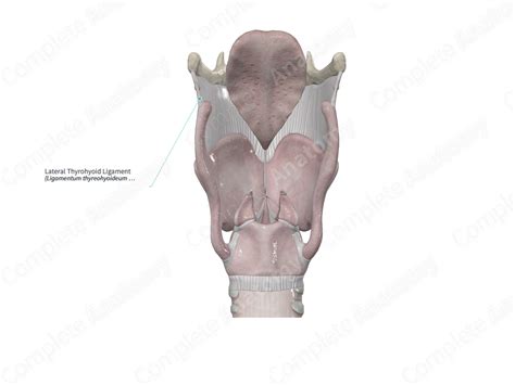 Lateral Thyrohyoid Ligament Complete Anatomy