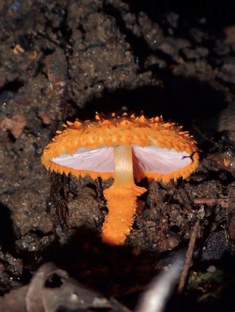 Scaly Tangerine Mushroom Agaricus Trisulphuratus By Albert Kang
