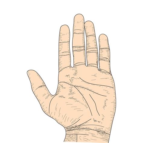 Premium Vector Open Palm Drawing Hand Showing Five Fingers Sketch