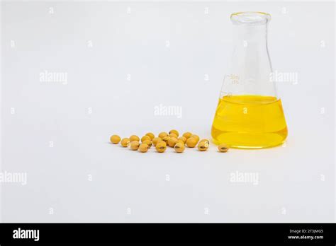 Soybeans With Laboratory Beaker Genetically Modified Crops Soy Oil