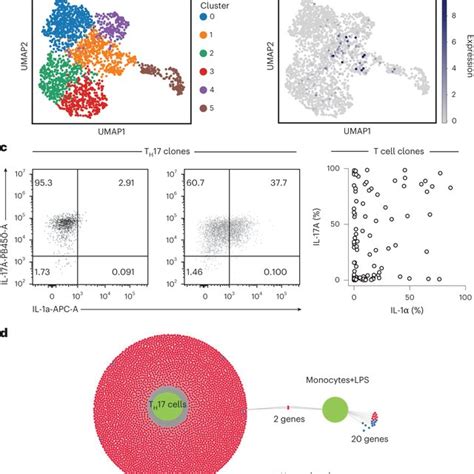 A Distinct Subset Of Human Th17 Cells Can Express Il 1α A Scrna Seq Download Scientific