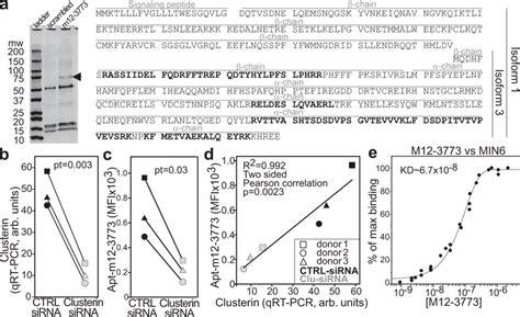 Clusterin Is The Putative Target For Aptamer M12 3773 A Single Cell Download Scientific Diagram