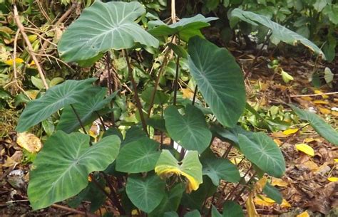 Fiji Govt Developing Leaf Blight Resistant Dalo Rnz News