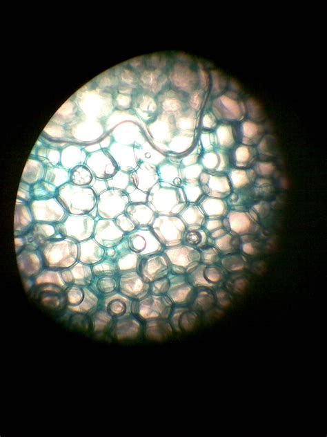 Detail Gambar Sel Gabus Koleksi Nomer 13