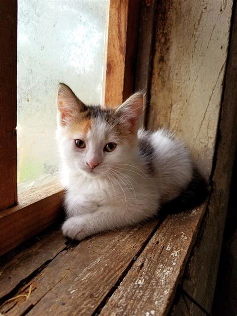 Kitty In Window Photograph By Brook Burling Fine Art America