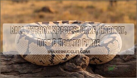 Ball Python Species Profile Habitat Diet And Care Guide
