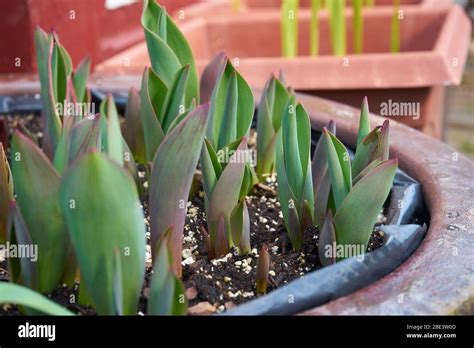 Tulips Just Sprouting At Susanne Lumpkin Blog