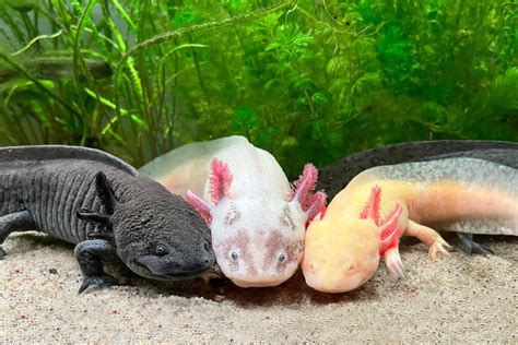 Axolotl Normale Everything About Axolotls A Basic Guide For New
