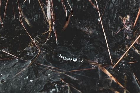 Premium Photo High Angle View Of Dried Grass In Water