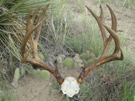 Non Typical Mule Deer Rack 216 Boone And Crockett Official Score