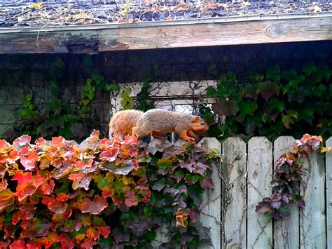 Solve Squirrel Hoarding Nuts Jigsaw Puzzle Online With 165 Pieces