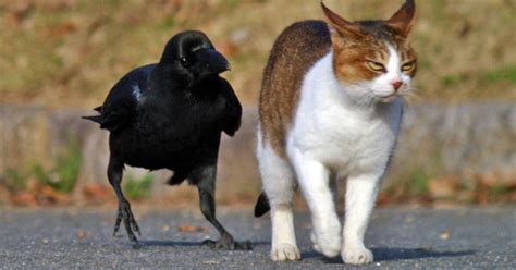 En Komik Kedi Capsleri