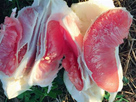 柚子是不是有点苦？揭秘柚子苦味来源与营养健康的科学真相 一亩田