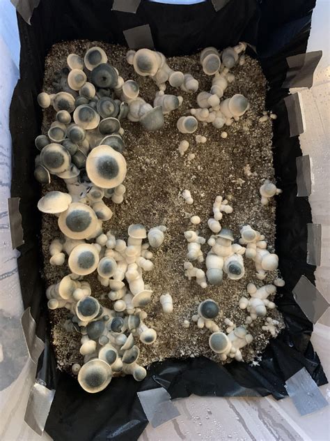 When To Harvest Ape Rshrooms