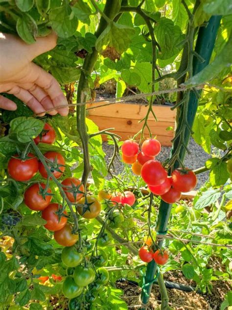 How To Make The Best Diy Tomato Trellis Stake Weave Hybrid
