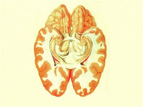 El Sexo Tiene Un Efecto Fascinante En Tu Cerebro Y M S Siendo Mujer